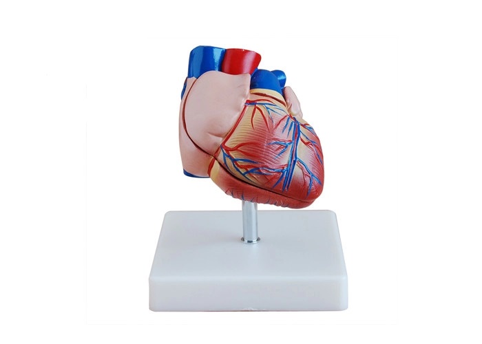 Plastic Human Anatomical Heart Model Life Size For Medical Students ...