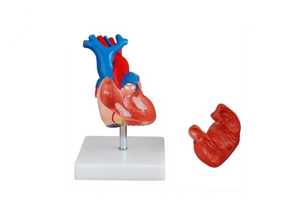 Plastic Human Anatomical Heart Model Life Size For Medical Students ...